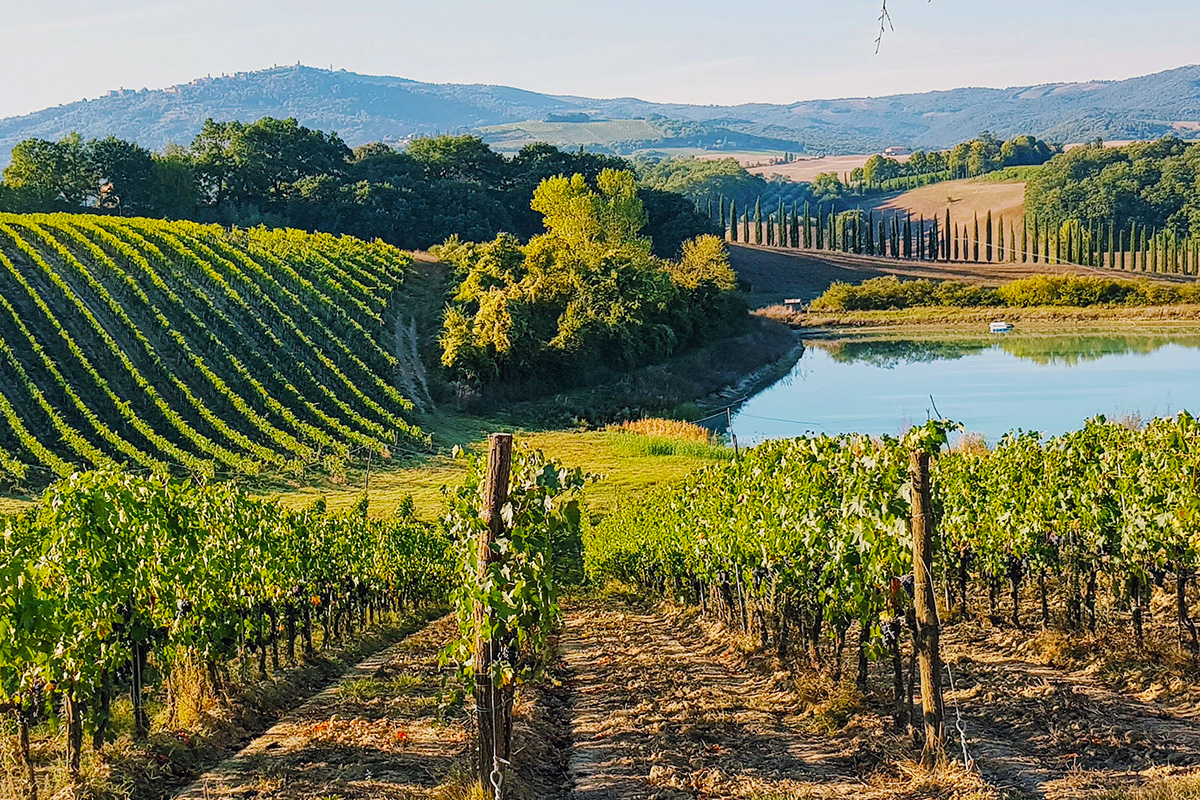 Trendiga viner från Toskana 2023 | Supertoskanare