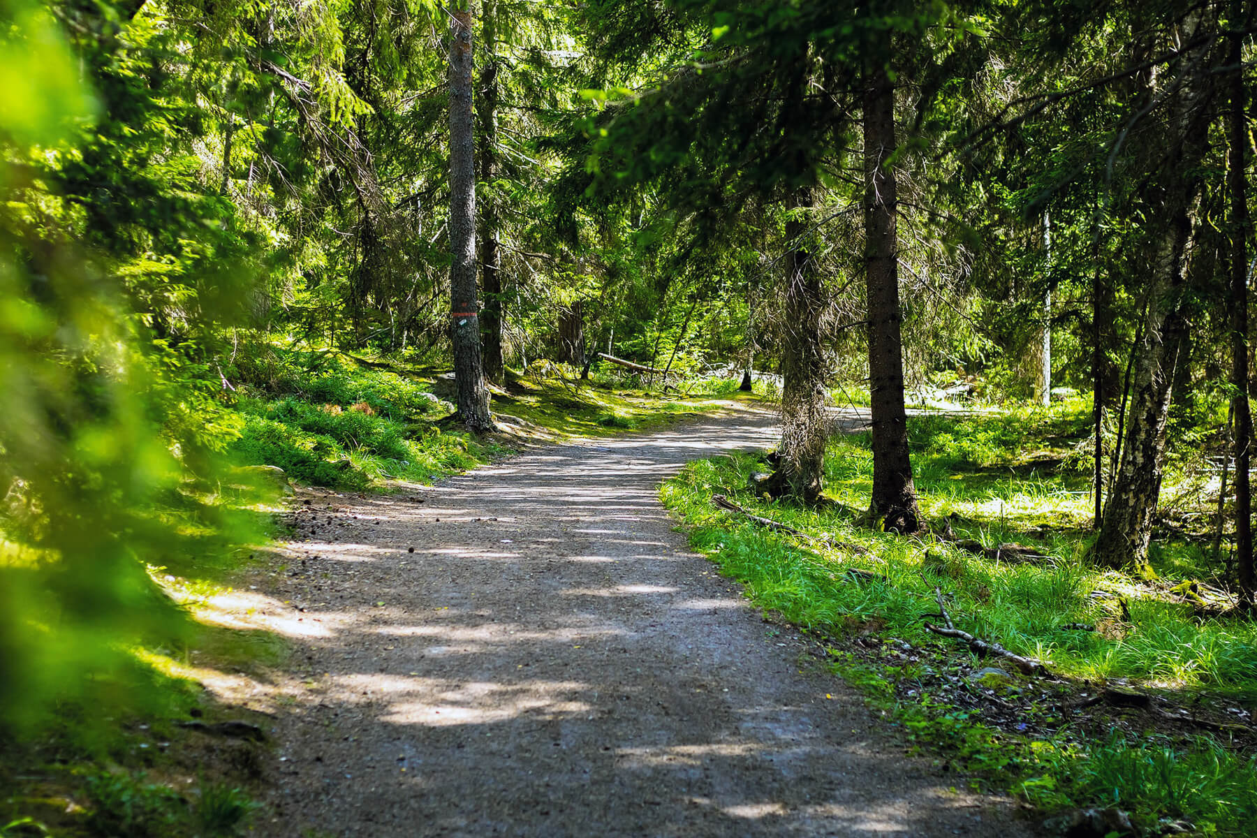 Skogsbad i Stockholm 2023 | Shinrin yoku